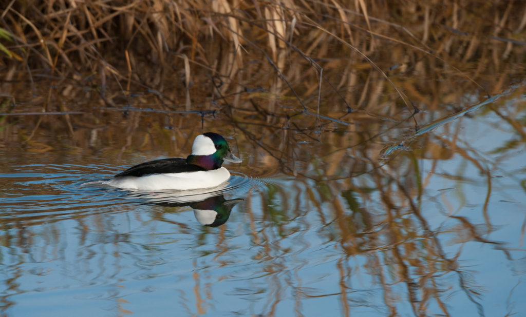 Waterfowl - North Central Washington Audubon Society