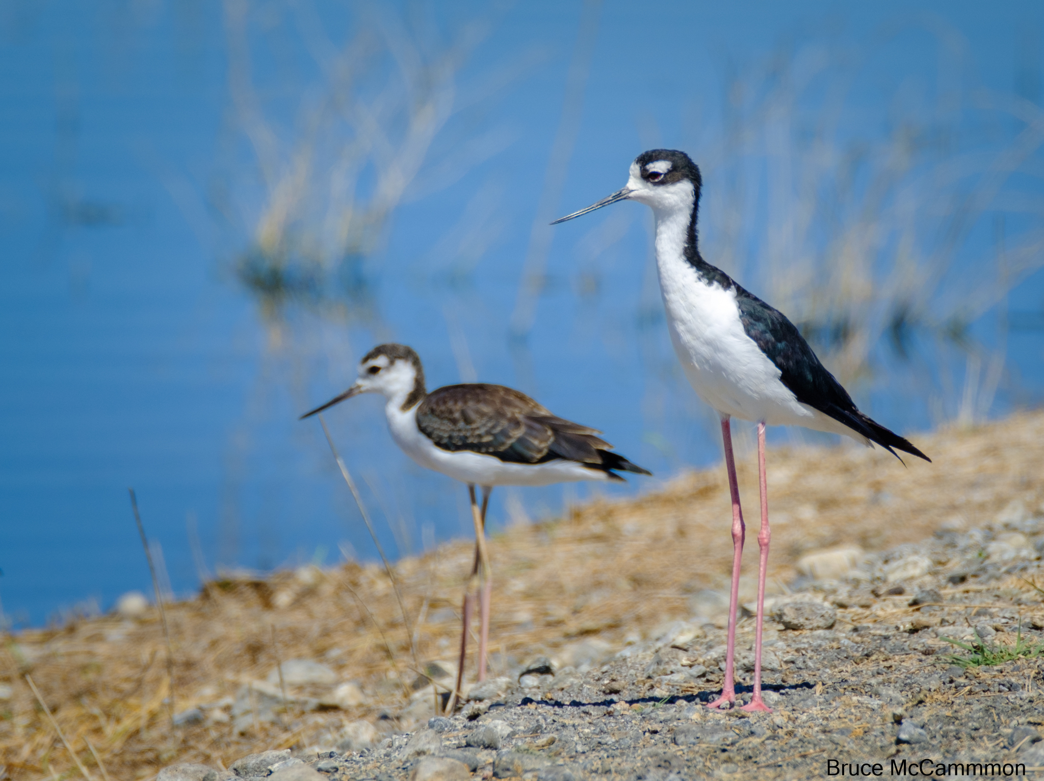 Shorebirds - North Central Washington Audubon Society