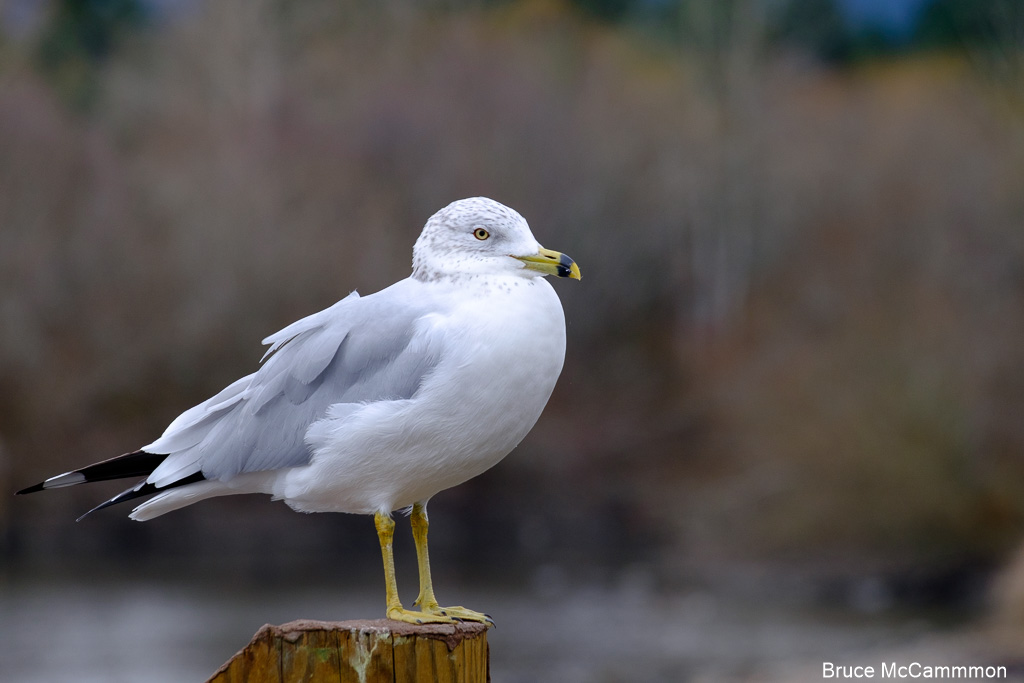 Gulls and Terns - North Central Washington Audubon Society