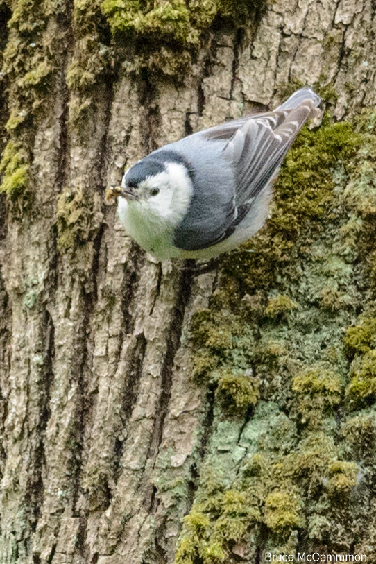 Nuthatches, Creepers - North Central Washington Audubon Society