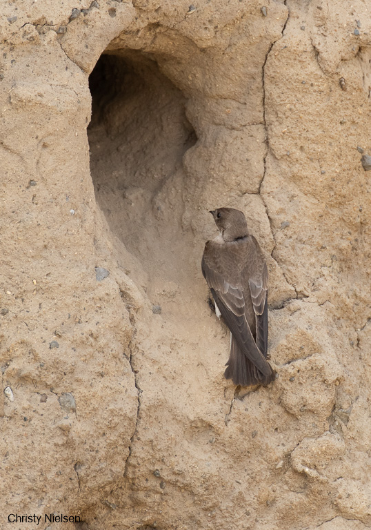 Swallows, Larks - North Central Washington Audubon Society