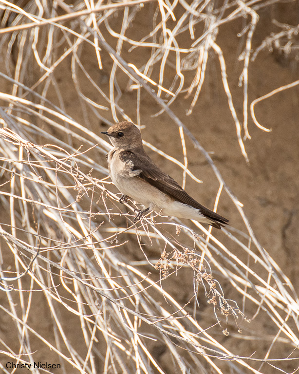 Swallows, Larks - North Central Washington Audubon Society