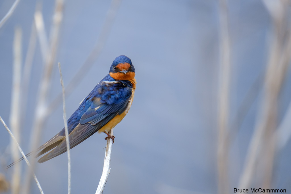 Swallows, Larks - North Central Washington Audubon Society