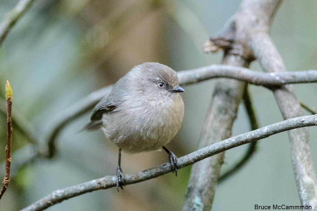 Chickadees, Bushtit - North Central Washington Audubon Society