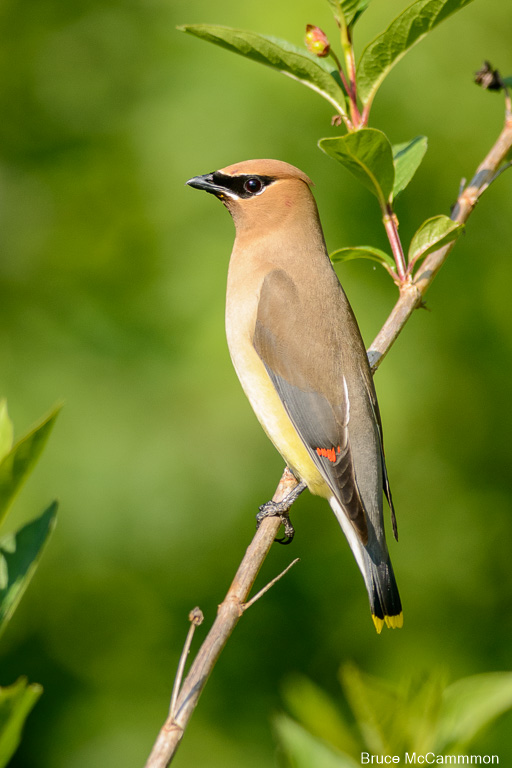 Waxwings, Old World Sparrow, Pipit - North Central Washington Audubon ...