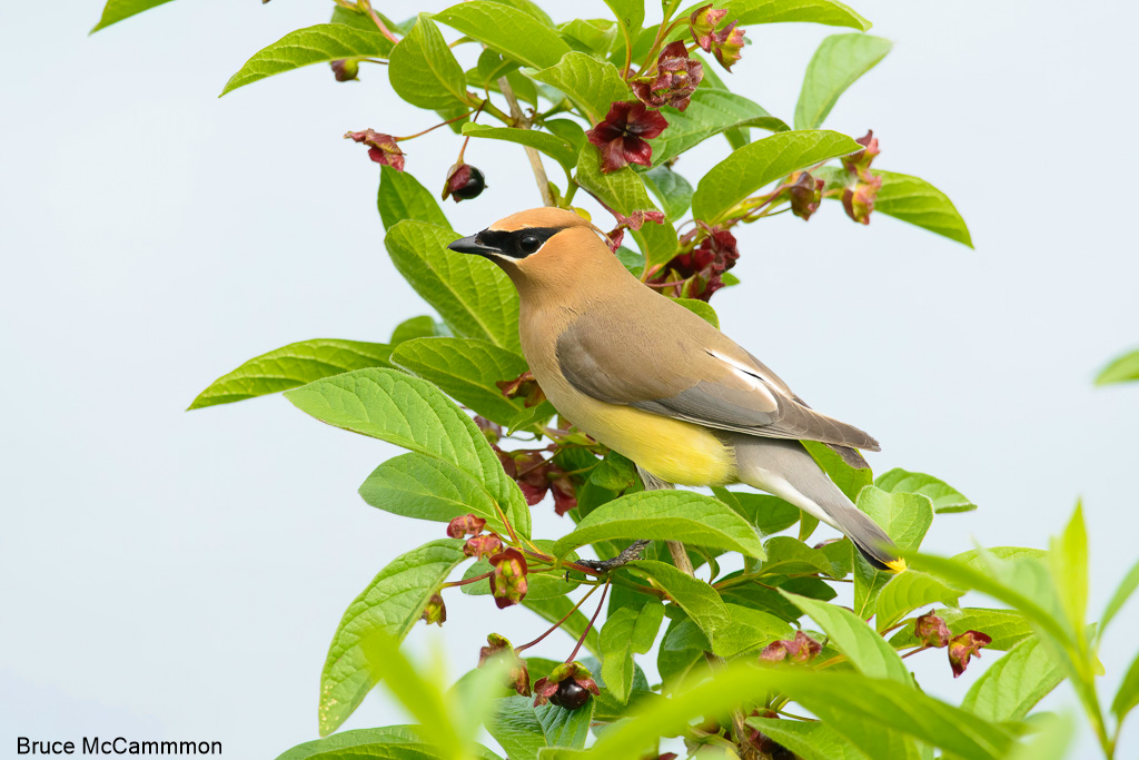 Waxwings, Old World Sparrow, Pipit - North Central Washington Audubon ...
