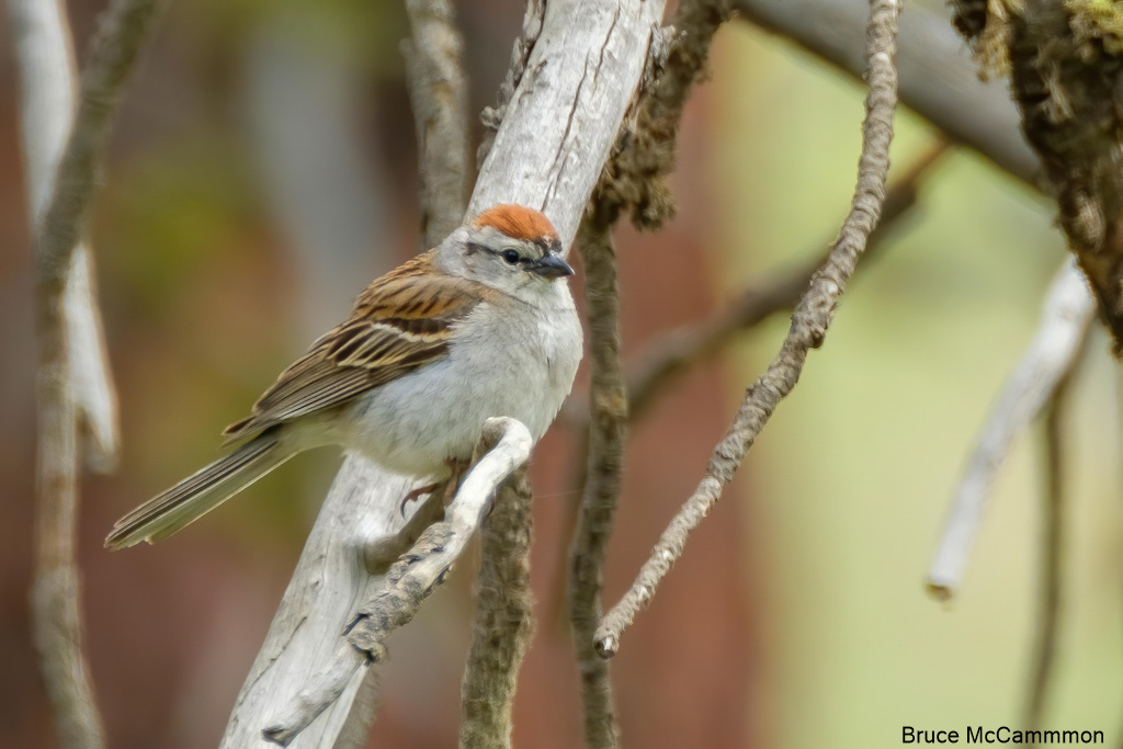 New World Sparrows - North Central Washington Audubon Society