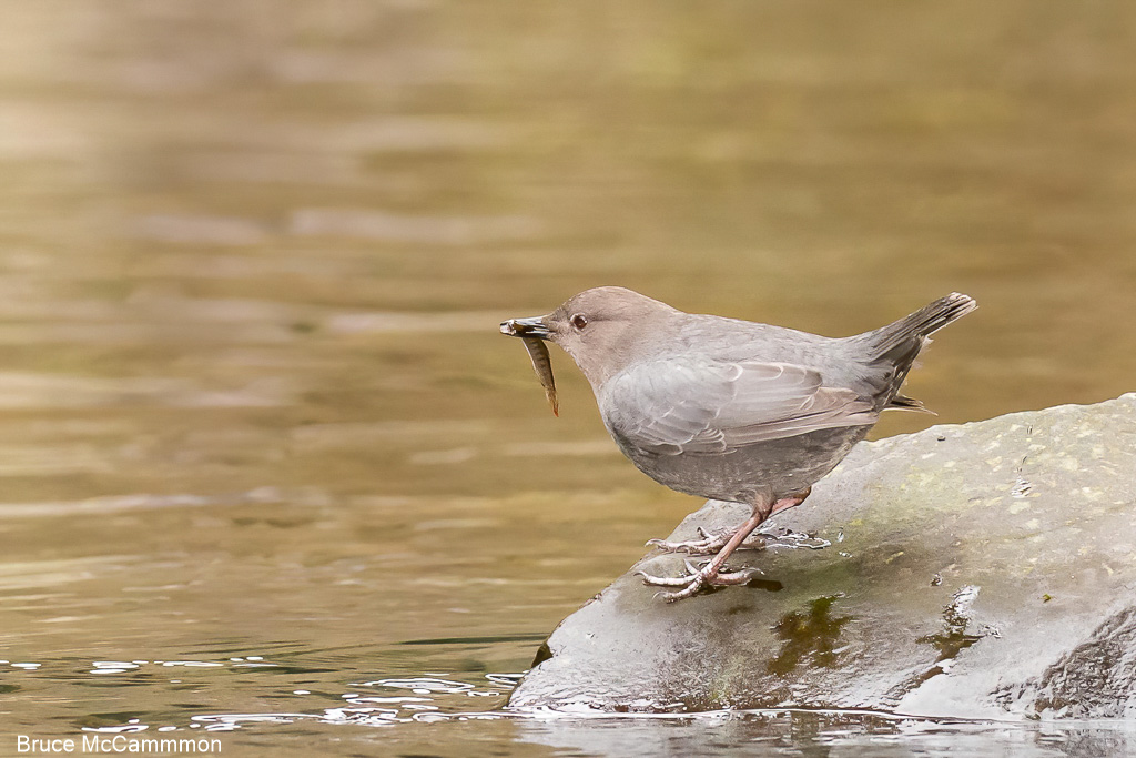 Amazing bird photography - North Central Washington Audubon Society