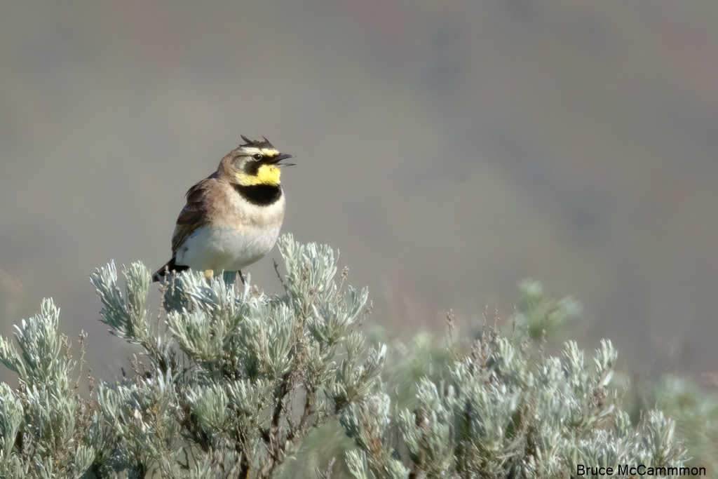 Swallows, Larks - North Central Washington Audubon Society