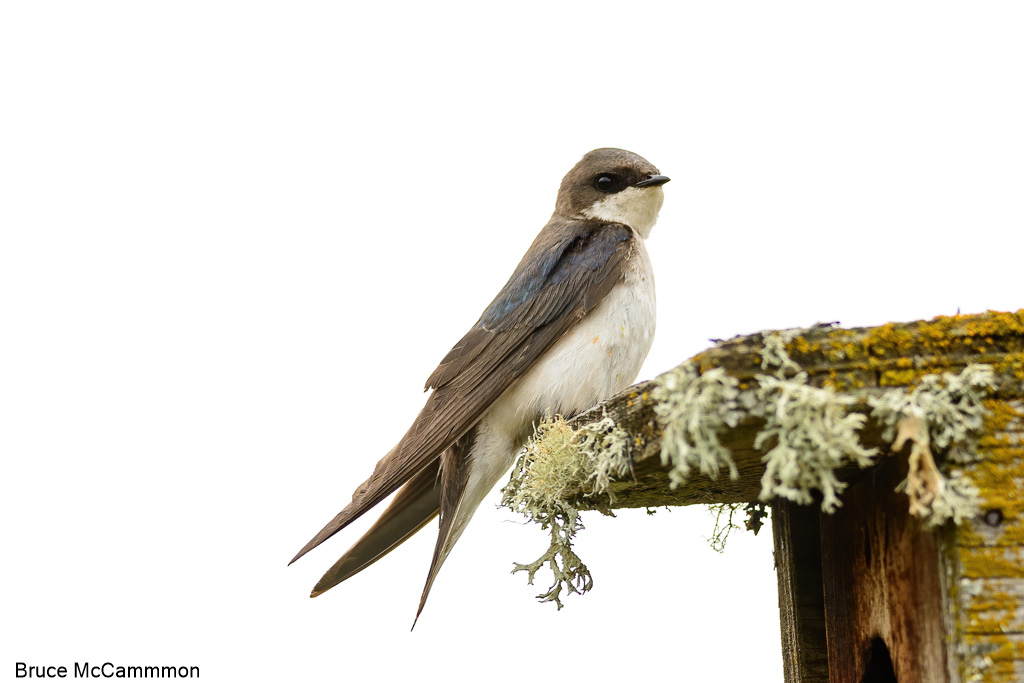 Swallows, Larks - North Central Washington Audubon Society