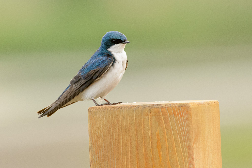 A Gallery of Birds of North Central Washington - North Central ...