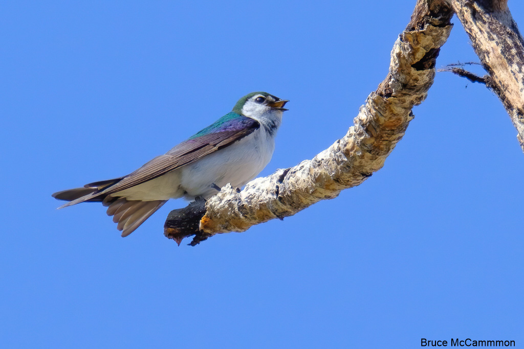 Swallows, Larks - North Central Washington Audubon Society