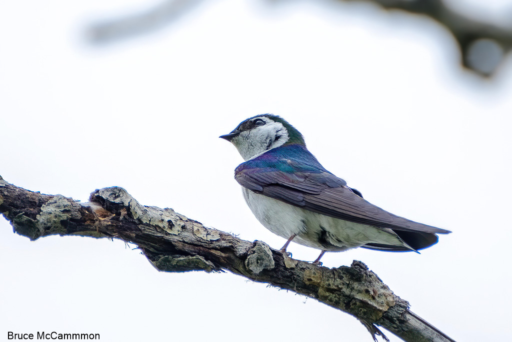 Swallows, Larks - North Central Washington Audubon Society