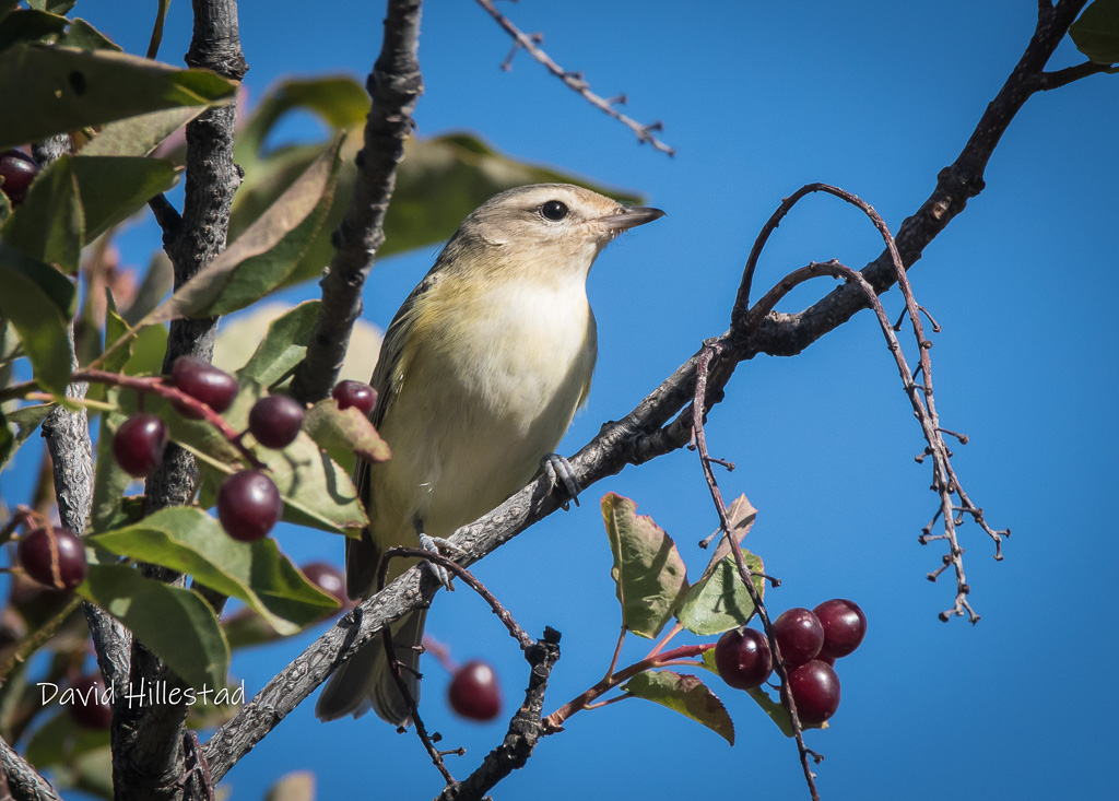 Shrikes, Vireos - North Central Washington Audubon Society