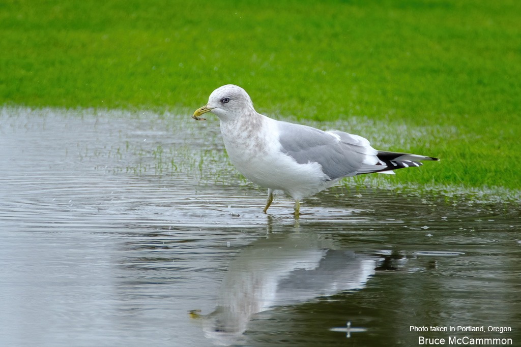 Gulls and Terns - North Central Washington Audubon Society