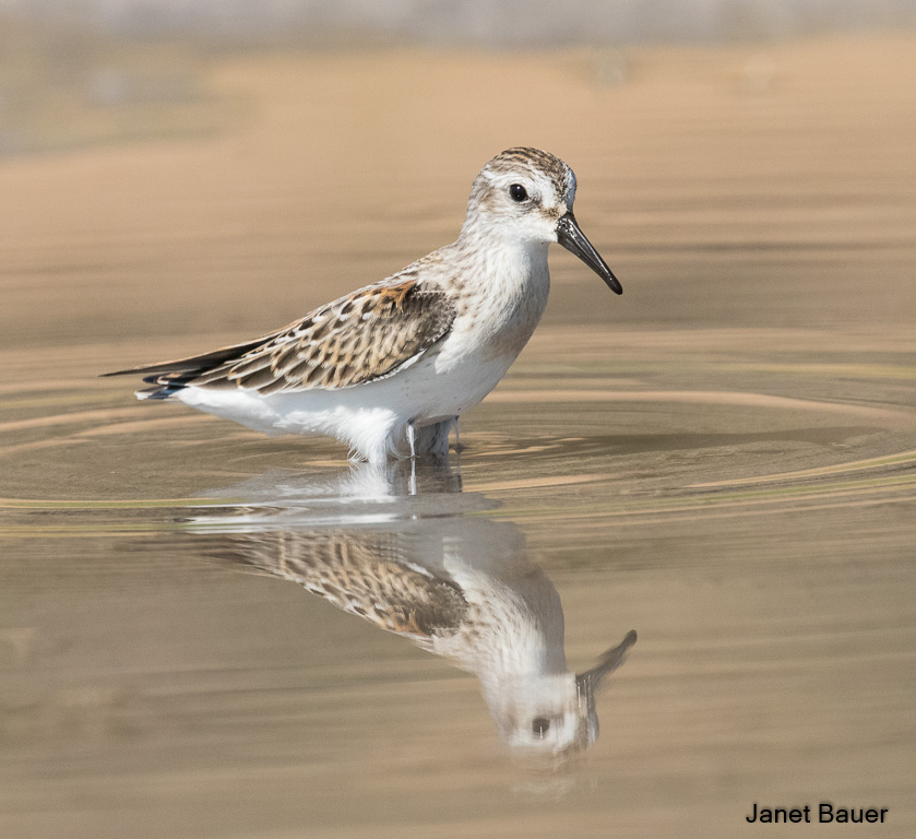 Shorebirds - North Central Washington Audubon Society
