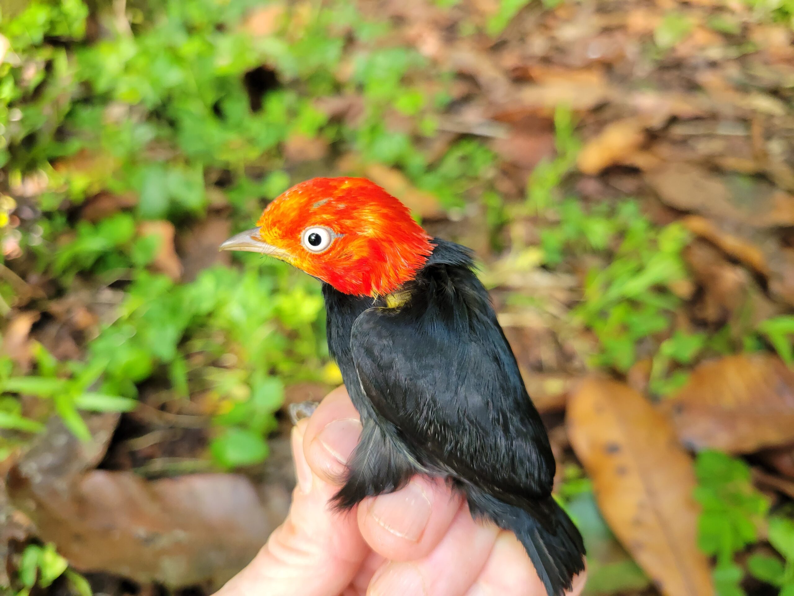 Banding Birds in Costa Rica - North Central Washington Audubon Society