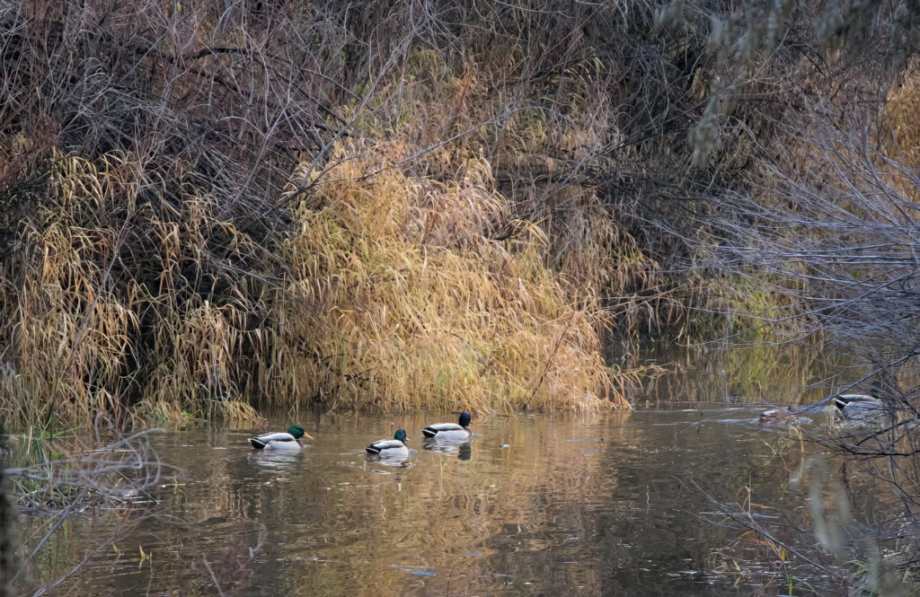 Mallards are opportunists - North Central Washington Audubon Society